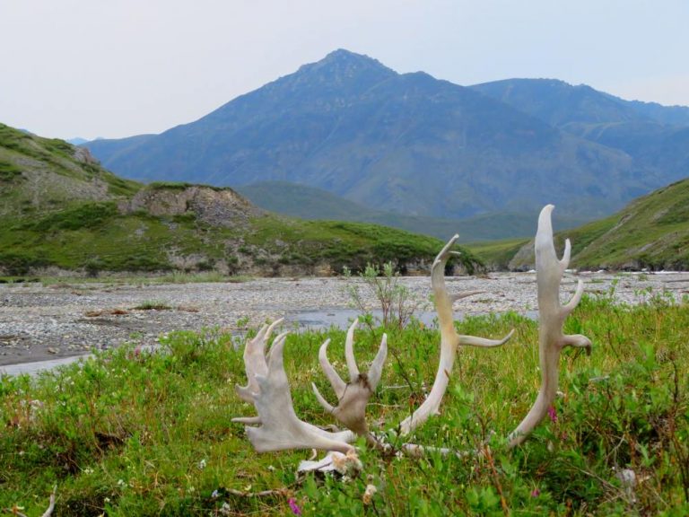 Headwaters of the Kongakut - Outdoor Adventures